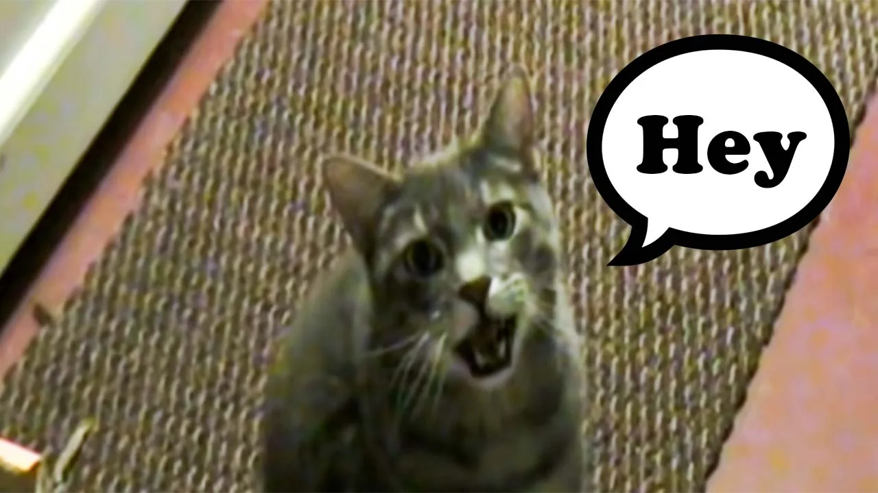 Hey Cat. Hey - Nilo Vélez